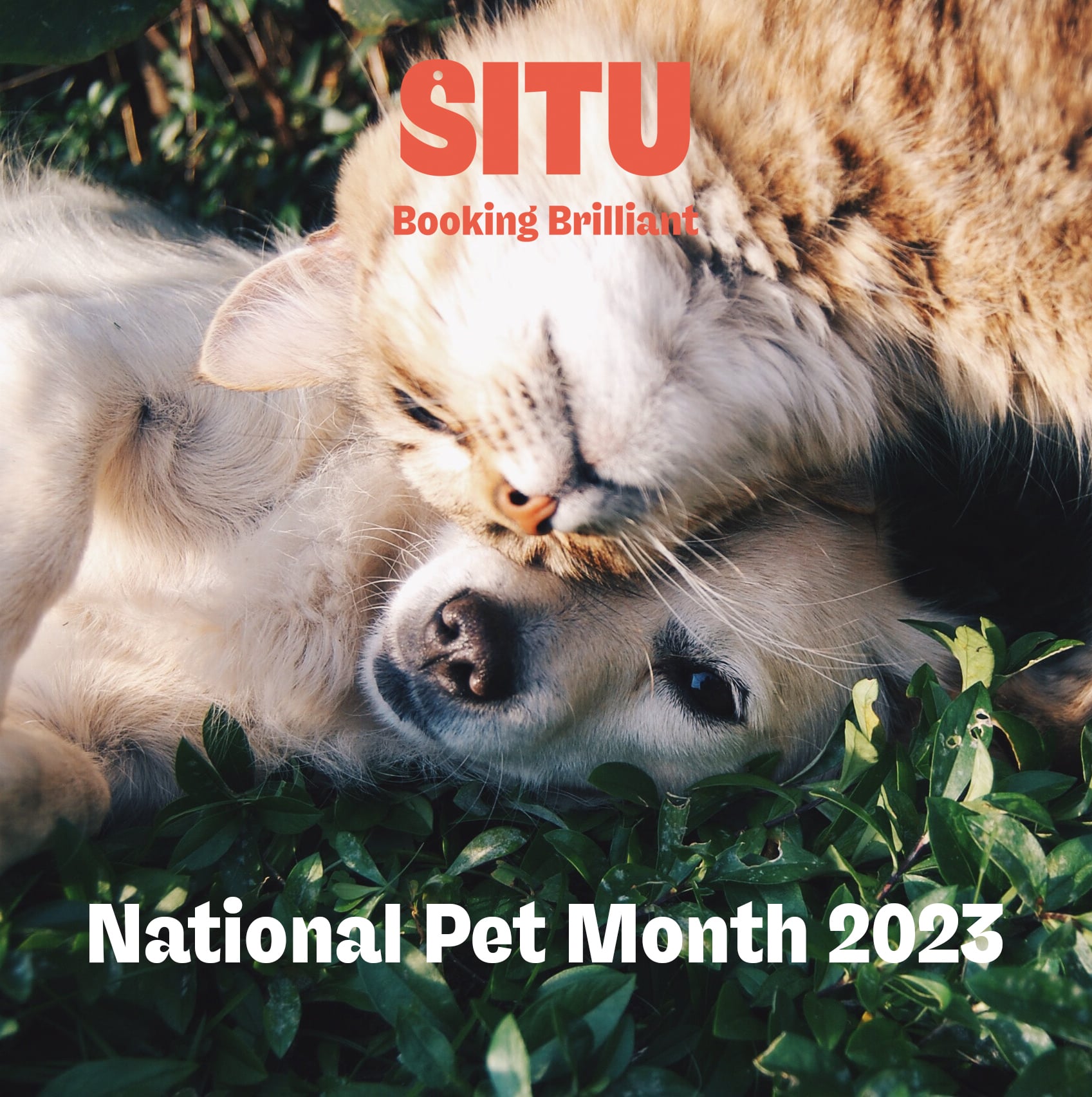 National Pet Month: How Pets Help Us Cope with Stress